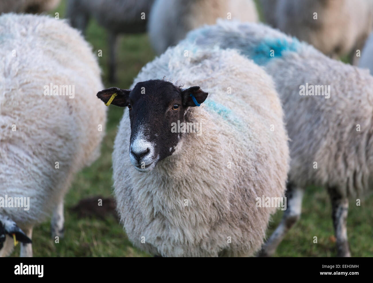 Mule Sheep in a green field Stock Photo - Alamy