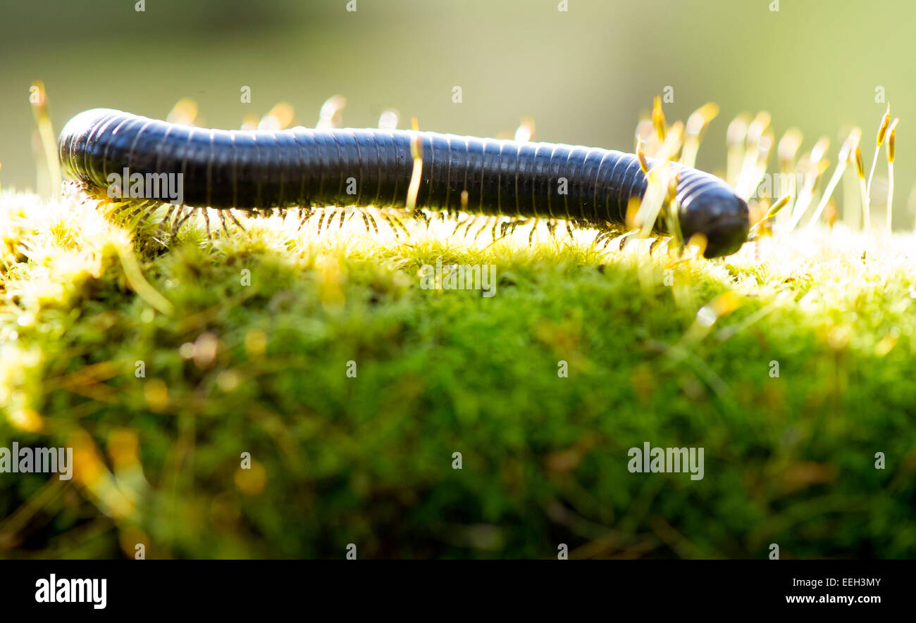 Elkton, Oregon, USA. 18th Jan, 2015. A large millipede walks on a mossy ...