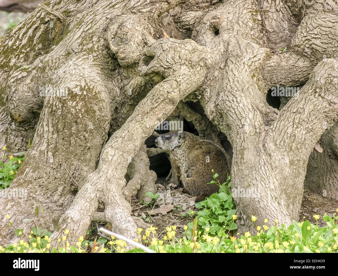 A ground hog sitting in tree roots Stock Photo - Alamy