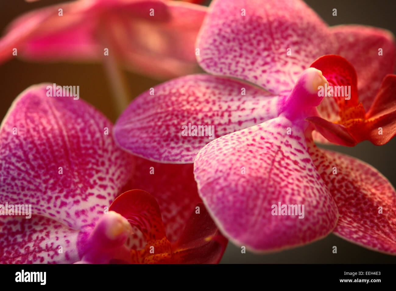 Pink orchidea hi-res stock photography and images - Alamy
