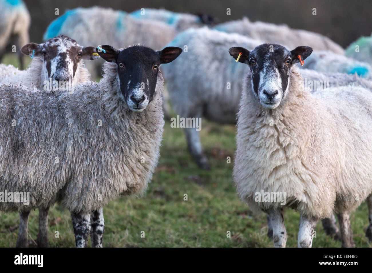 Mule Sheep in a green field Stock Photo - Alamy