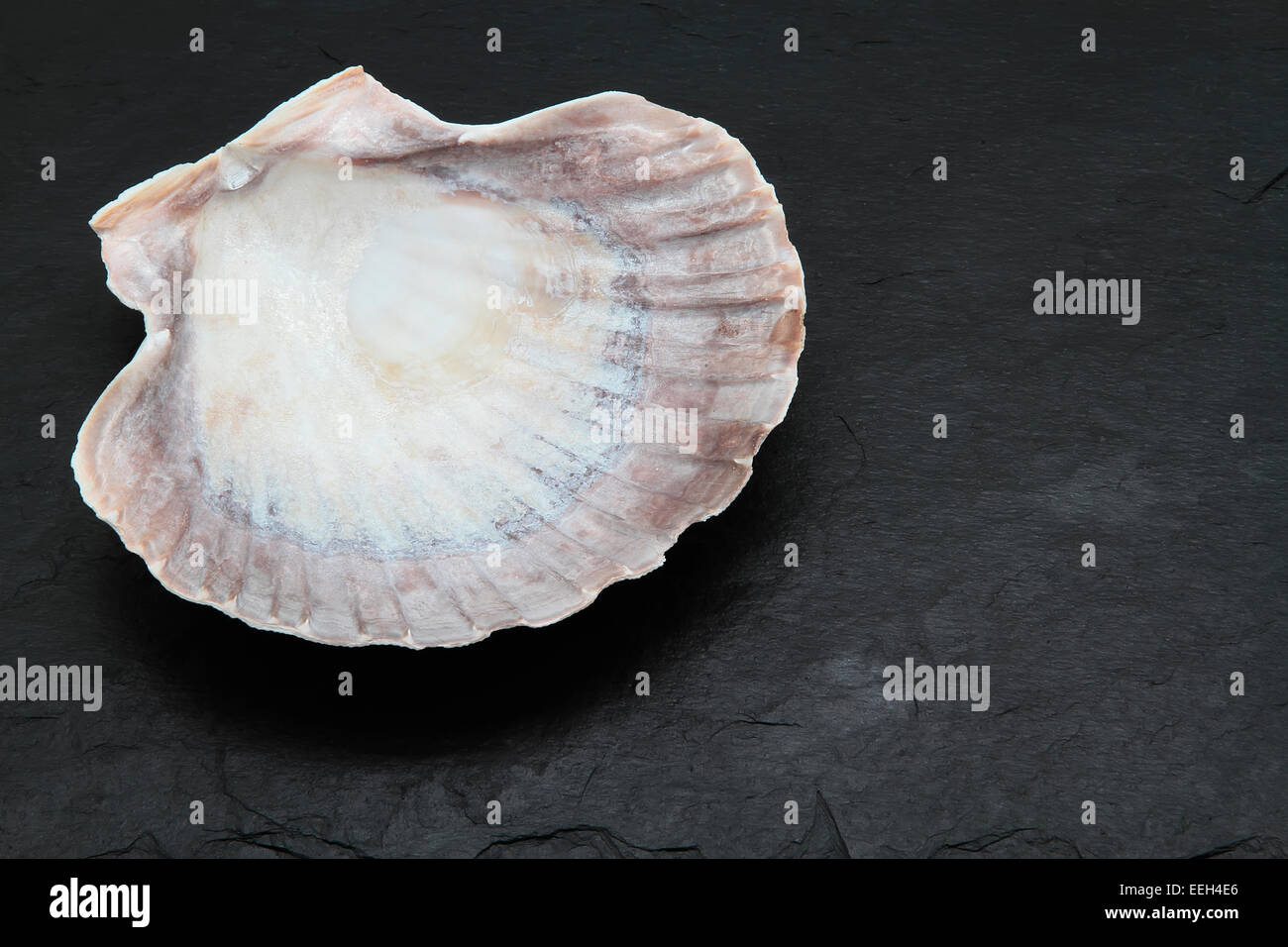 closeup of a scallop shell on black background Stock Photo - Alamy