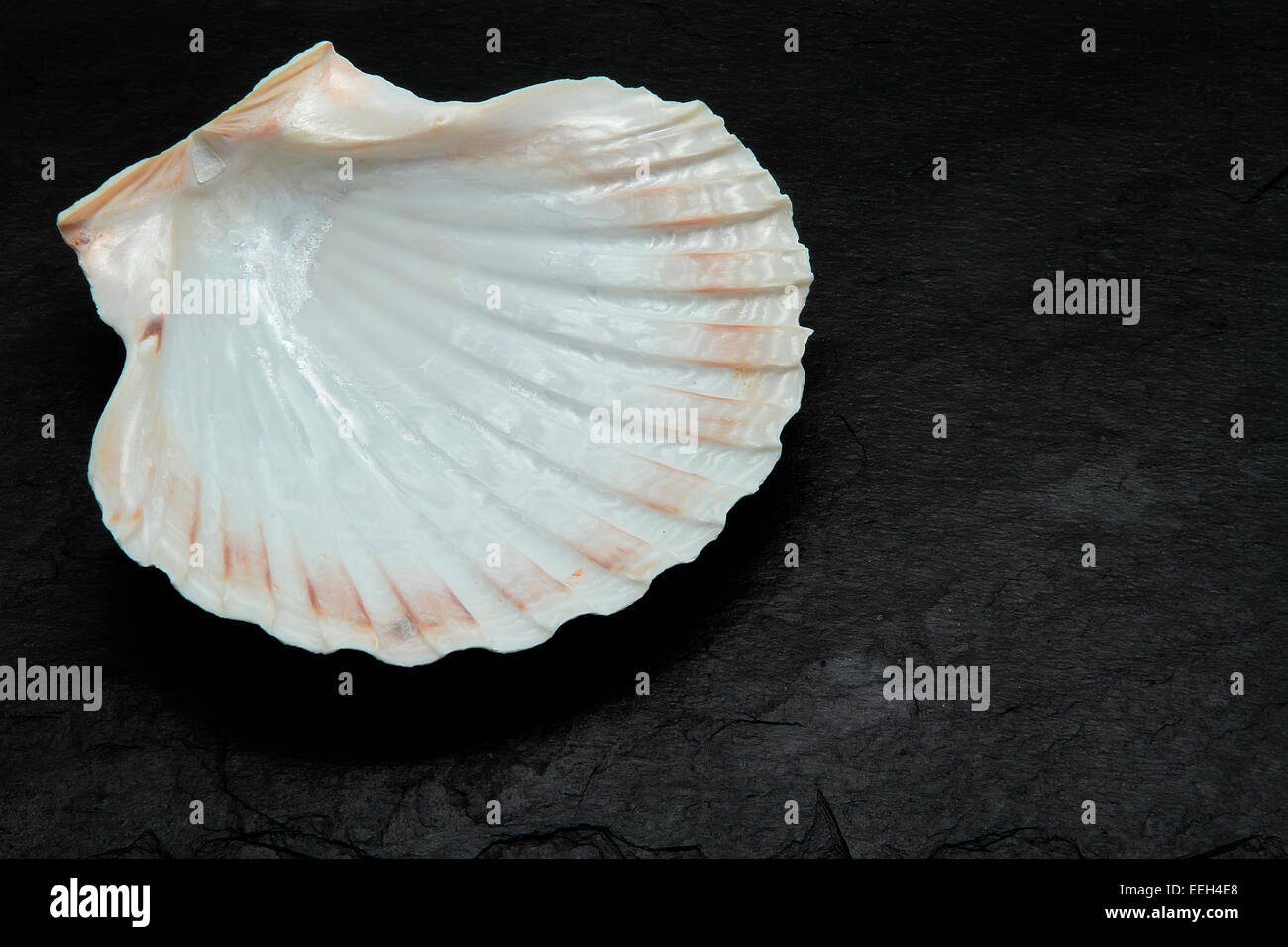 closeup of a scallop shell on black background Stock Photo - Alamy