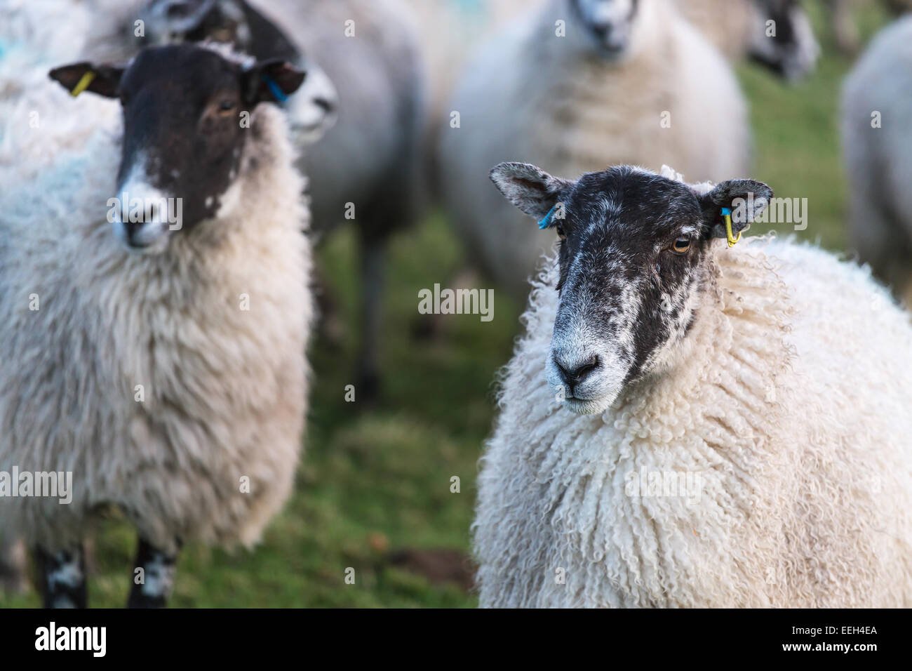 Mule Sheep in a green field Stock Photo - Alamy