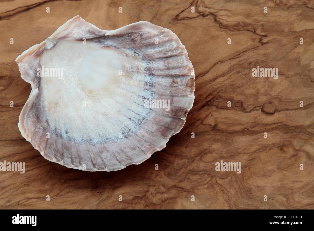 closeup of a scallop shell on wooden background Stock Photo - Alamy