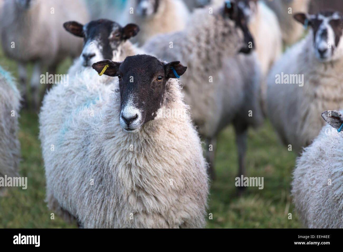 Mule Sheep in a green field Stock Photo - Alamy