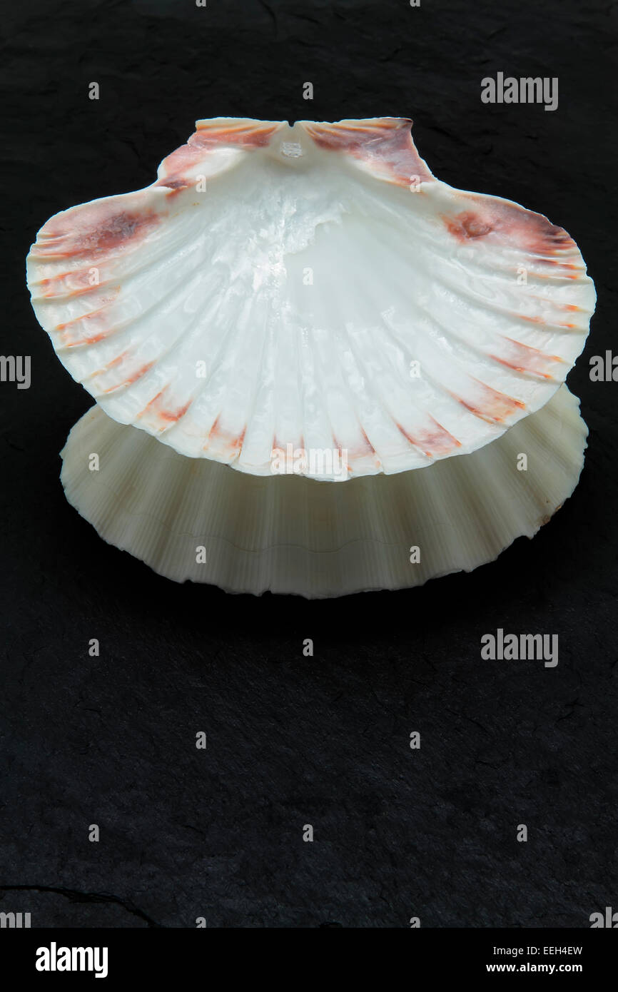 closeup of a scallop shell on black background Stock Photo - Alamy