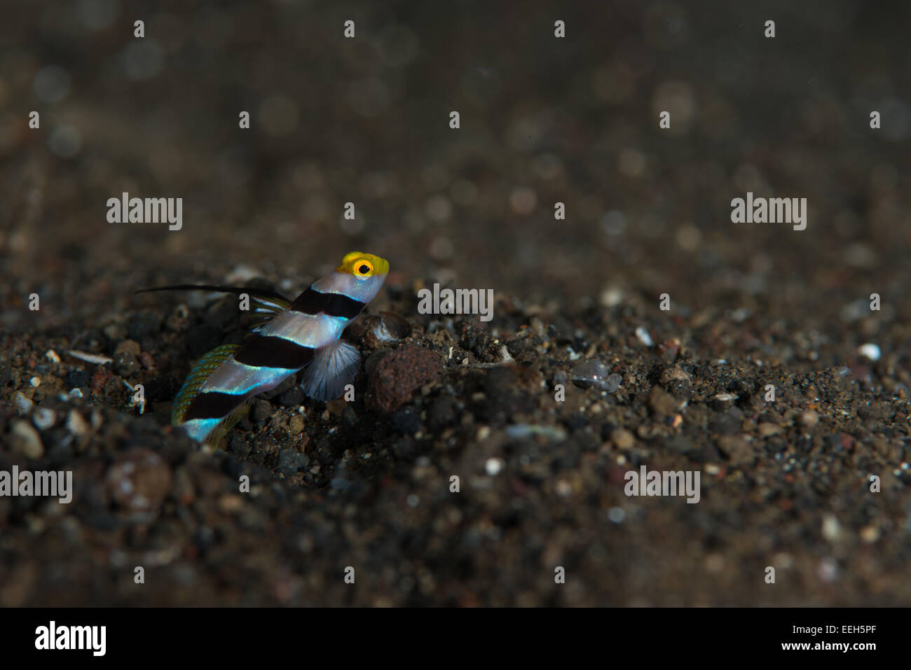 Yellow face hi-res stock photography and images - Alamy