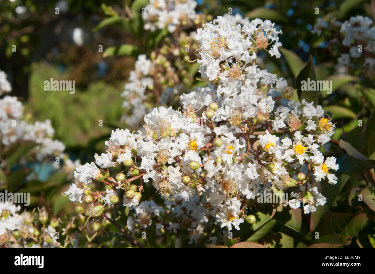 Crepe myrtle, Lagerstroemia indica, in bloom, Melbourne Stock Photo - Alamy