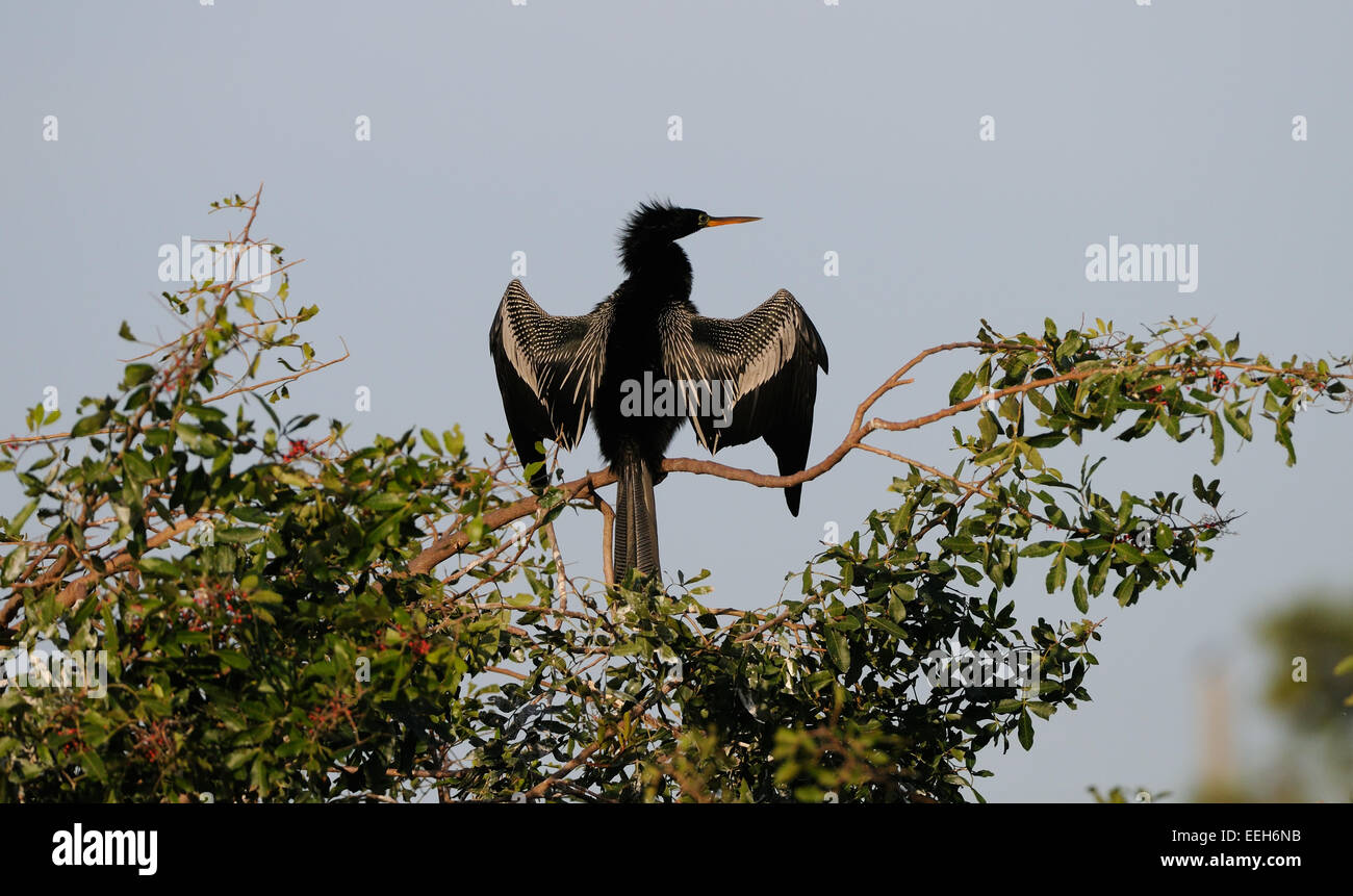 African Snake Necked Bird High Resolution Stock Photography and Images ...