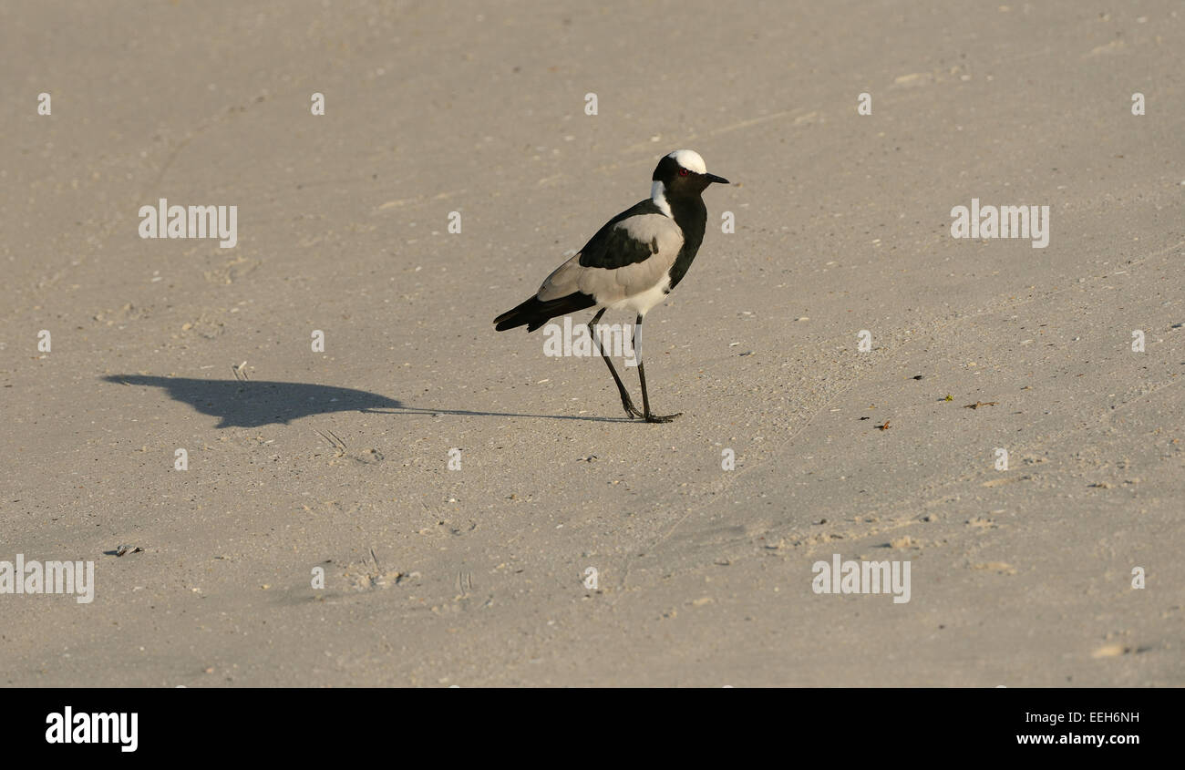 Black and white image of a blacksmiths hi-res stock photography and ...