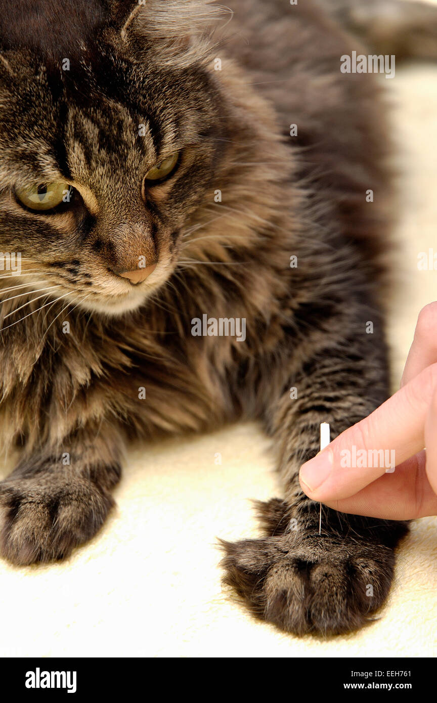 Acupuncture pressure points hi-res stock photography and images - Alamy