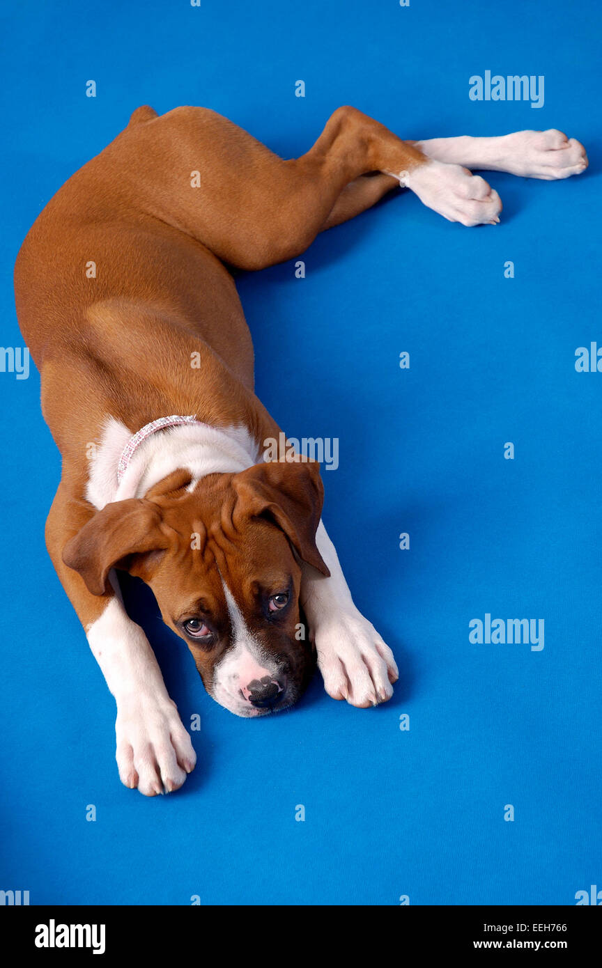 Whole body view hi-res stock photography and images - Alamy