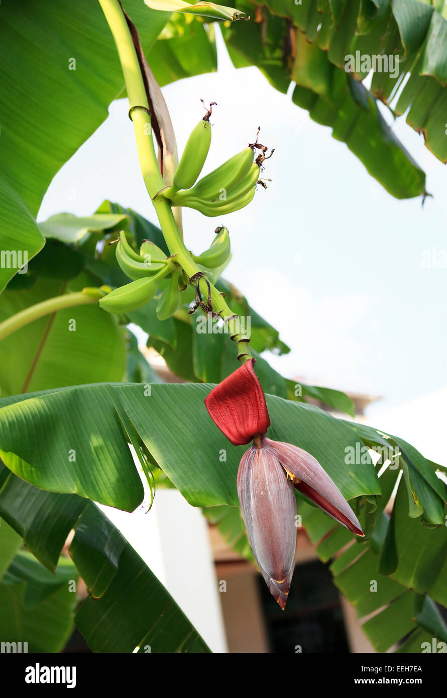 Branch of a banana Stock Photo - Alamy