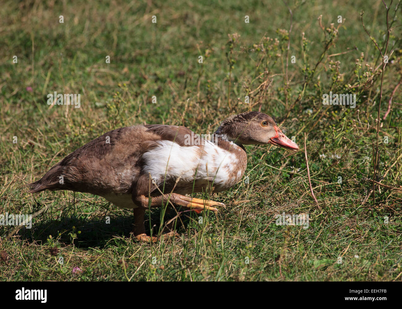 Duck walk on the grass Stock Photo - Alamy