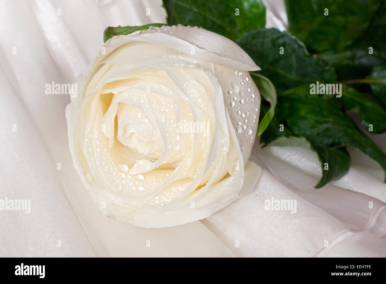 White rose with water droplets Stock Photo - Alamy