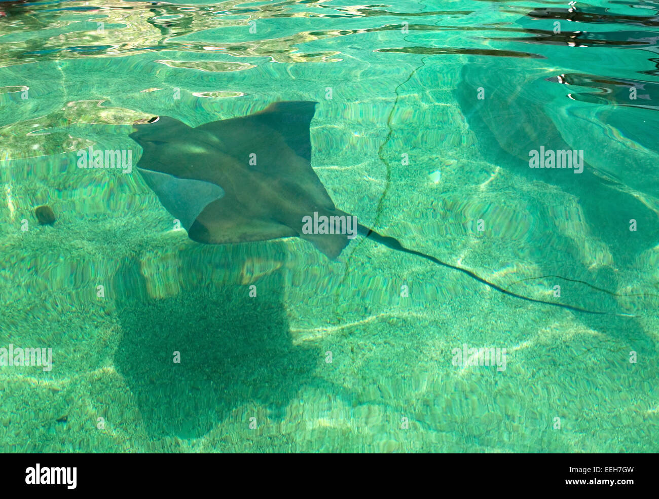 Stingray in the aquarium Stock Photo - Alamy