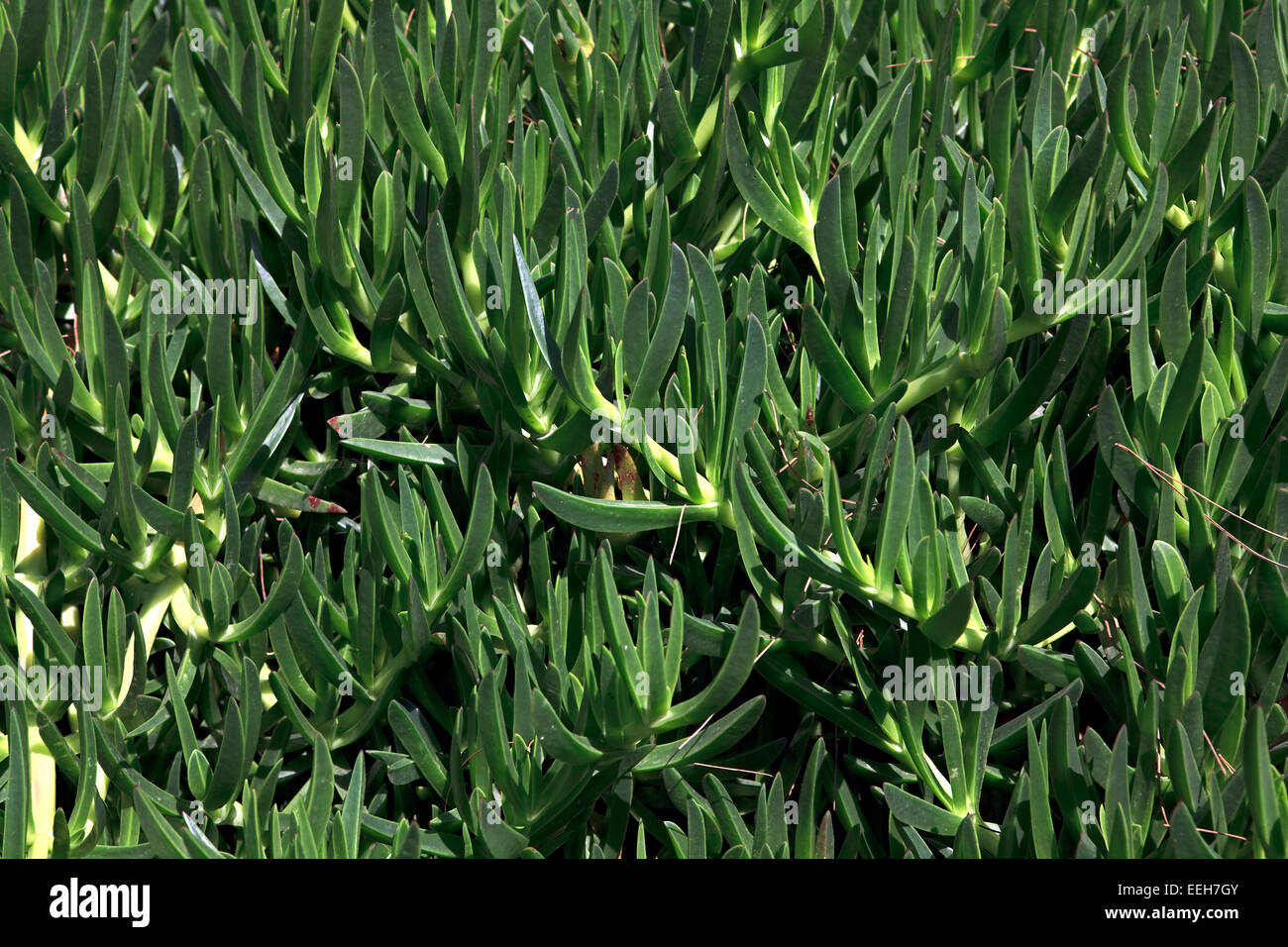 Acinaciformis flower hi-res stock photography and images - Alamy