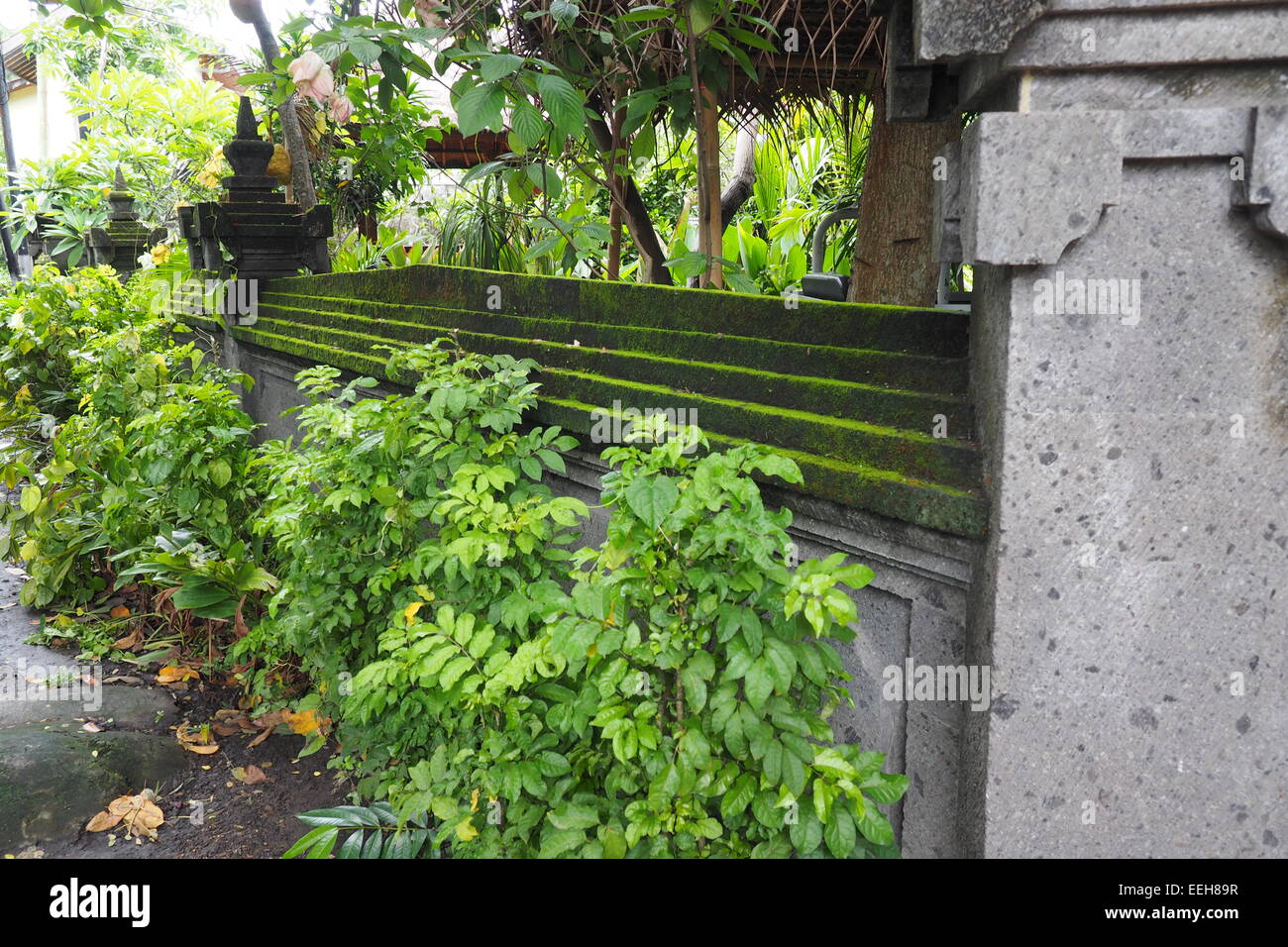 Wall shrubs hi-res stock photography and images - Alamy