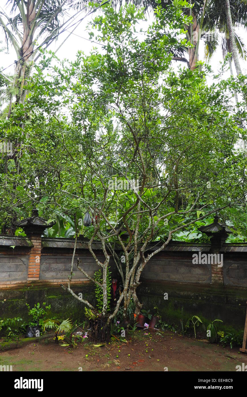 Balinese garden hi-res stock photography and images - Alamy