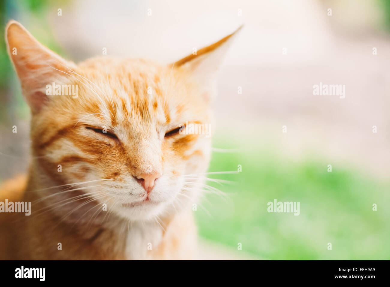 Beautiful cat sleeps tabby hi-res stock photography and images - Alamy