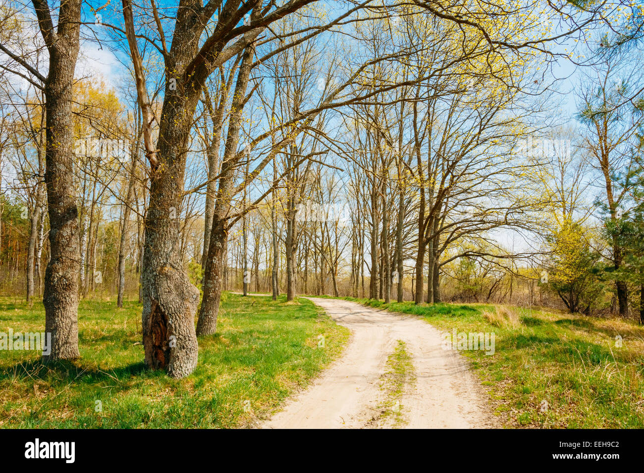 Spring Time In Countryside. Green Young Grass, Trees On Blue Sky ...