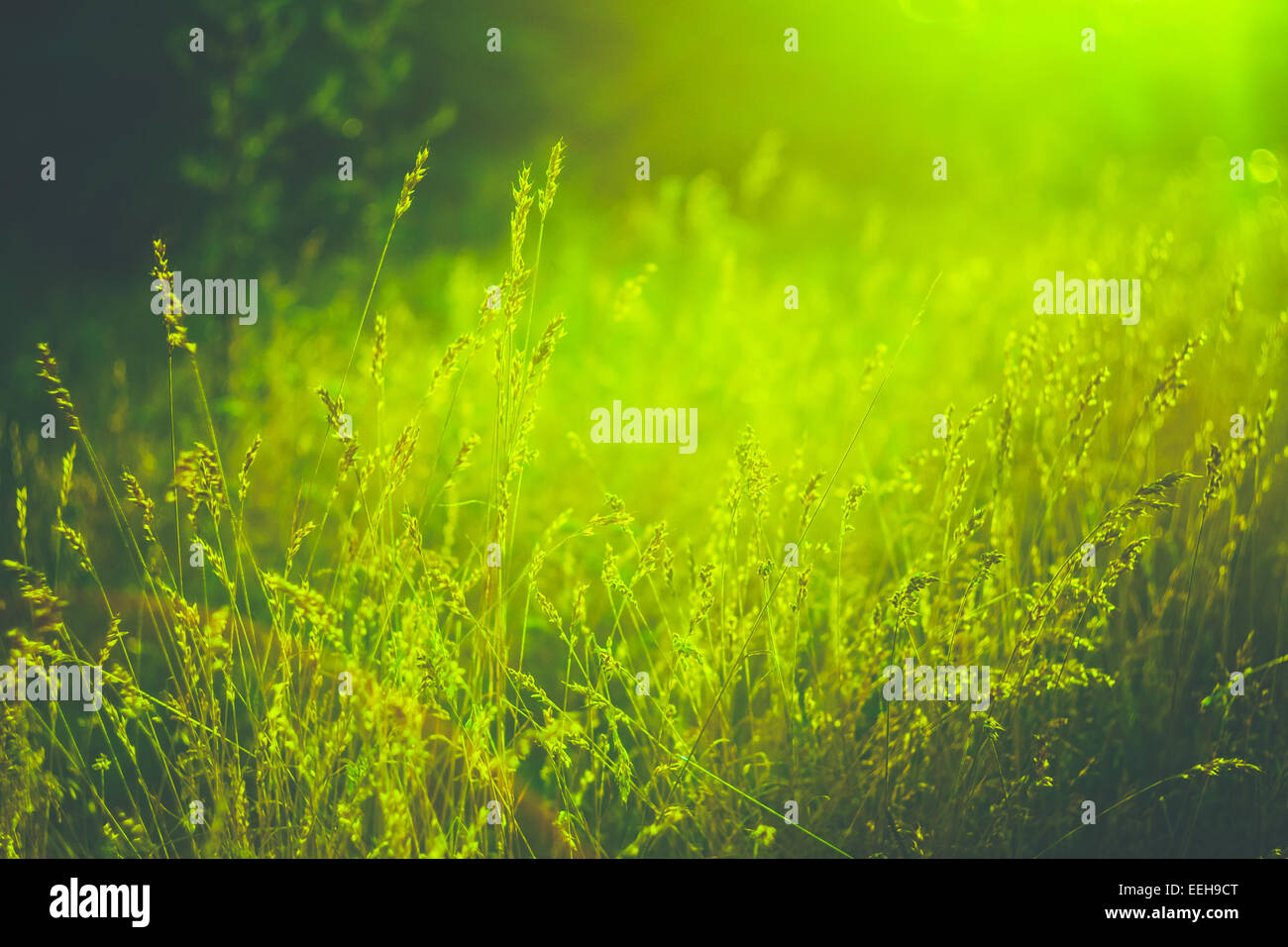 Sunny grass up close hi-res stock photography and images - Alamy