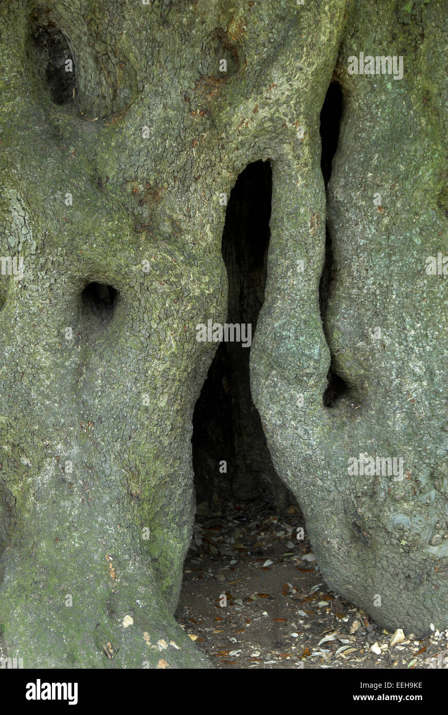 Tree trunk hollow hi-res stock photography and images - Alamy