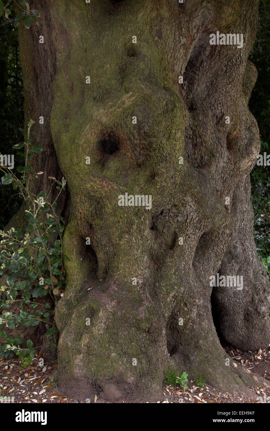 Gnarled Oak Tree High Resolution Stock Photography and Images - Alamy