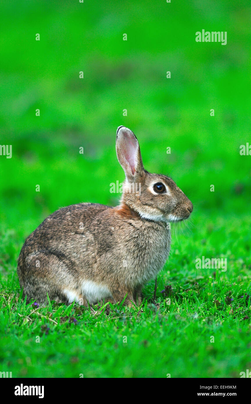 RABBIT Oryctolagus cuniculus Stock Photo - Alamy
