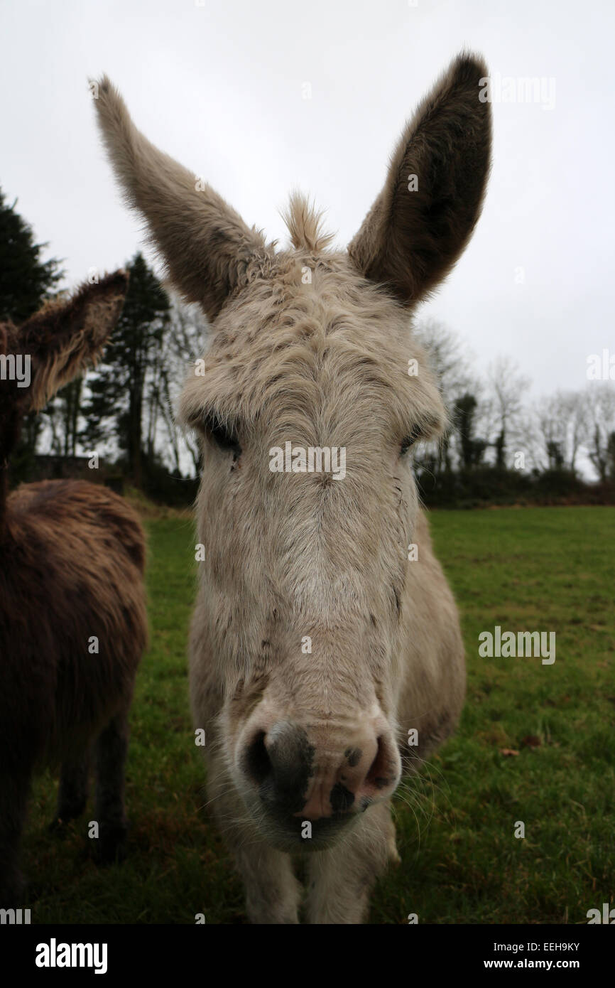Donkey - Equus africanus asinus Stock Photo - Alamy