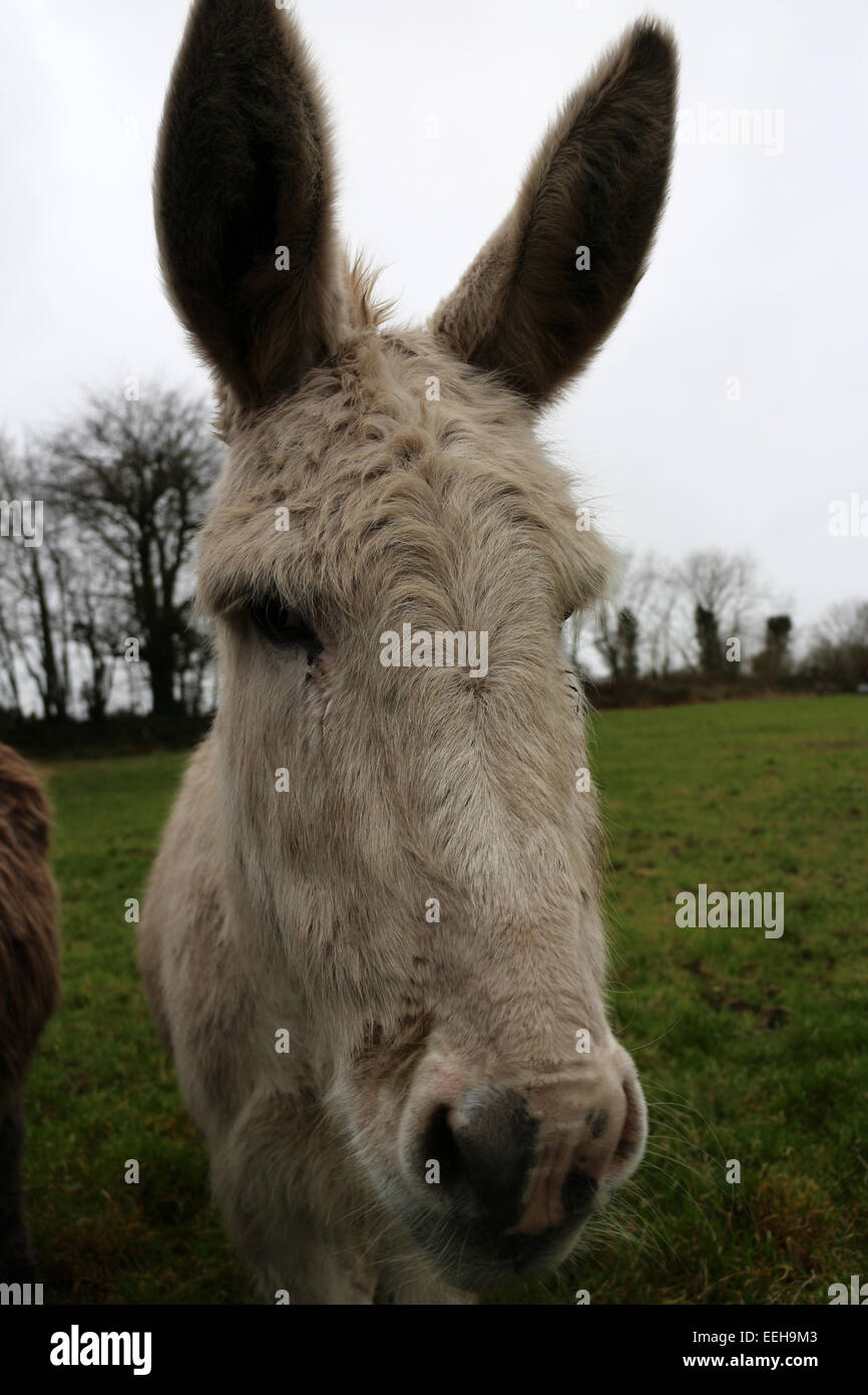Donkey - Equus africanus asinus Stock Photo - Alamy