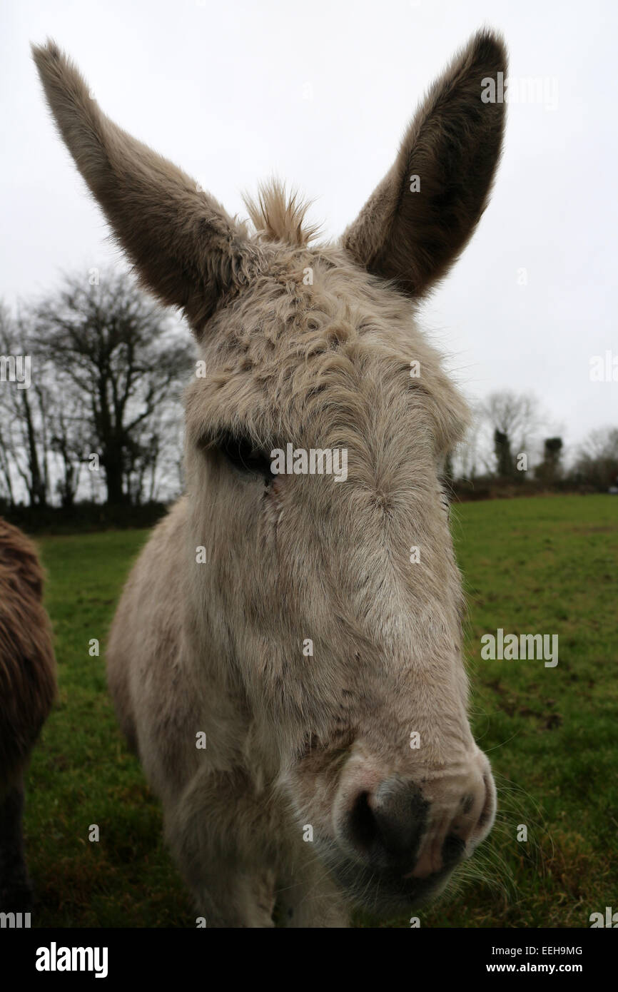 Donkey - Equus africanus asinus Stock Photo - Alamy