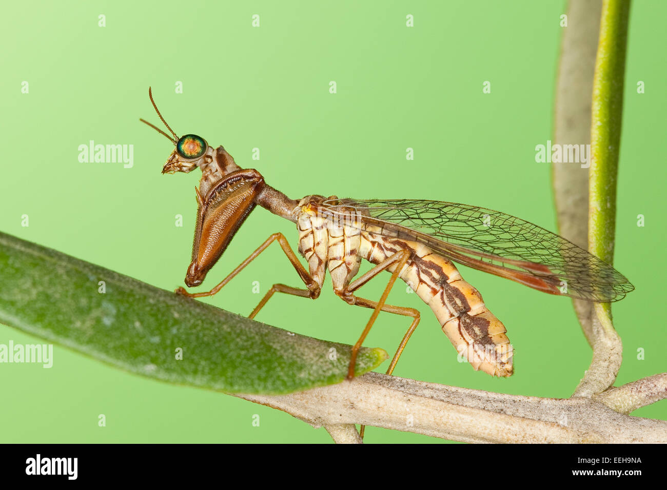 Steirische Fanghaft, Mantispa styriaca, syn. Poda pagana, Mantispa ...