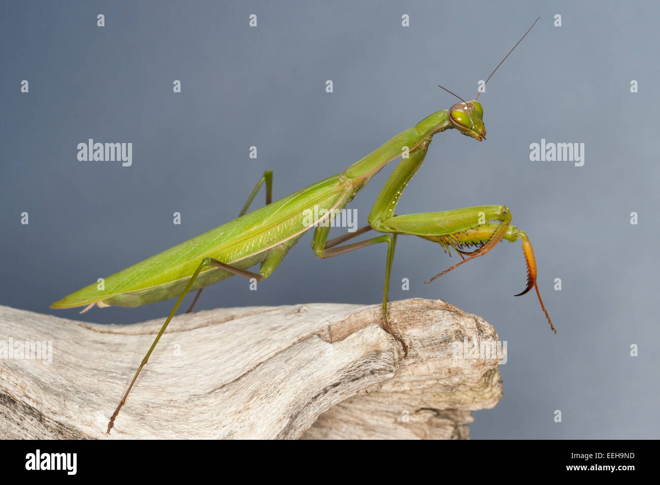 Praying Mantis Anatomy