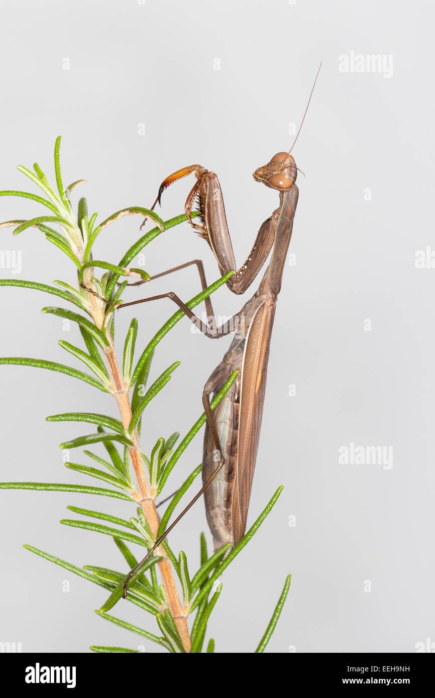 Praying Mantis, mantises, mantes, mantid, Europäische Gottesanbeterin ...