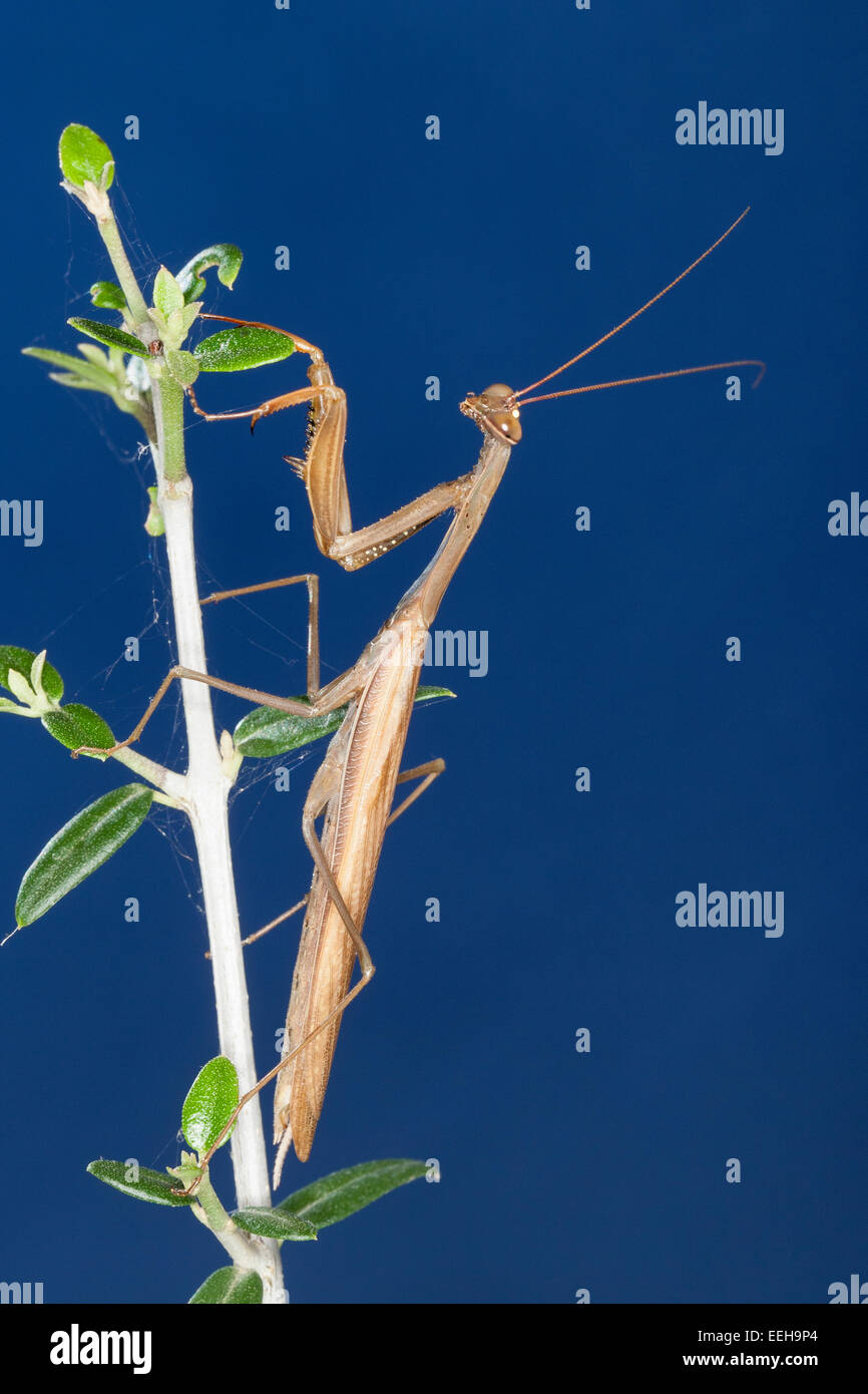 Praying Mantis, mantises, mantes, mantid, Europäische Gottesanbeterin ...