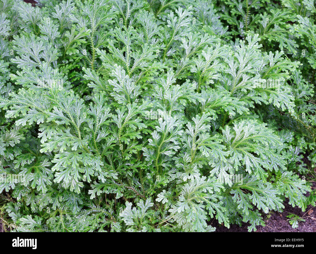 Selaginella spikemoss hi-res stock photography and images - Alamy