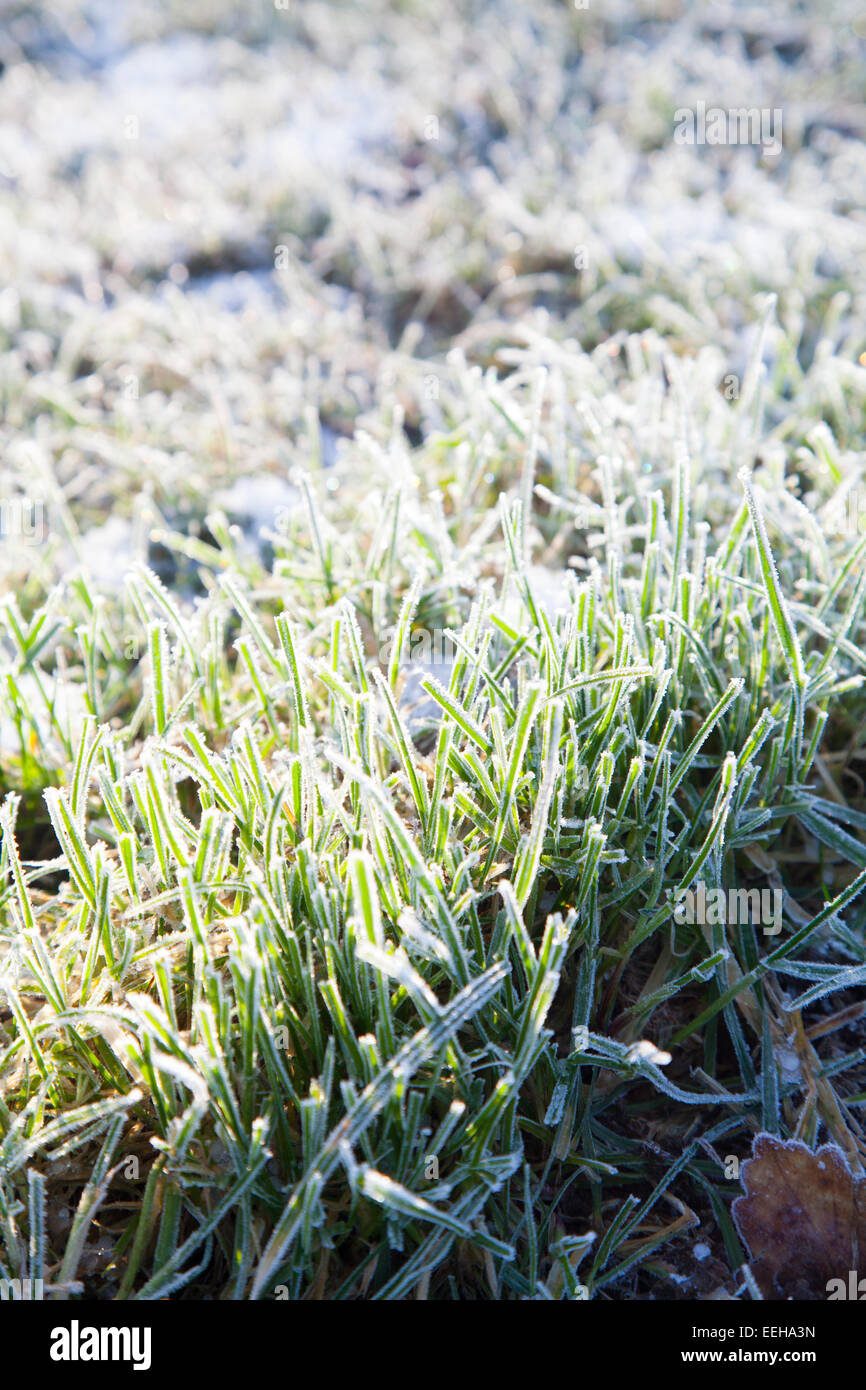 Detail of afternoon sunlight on frosty blades of grass on a cold winter ...