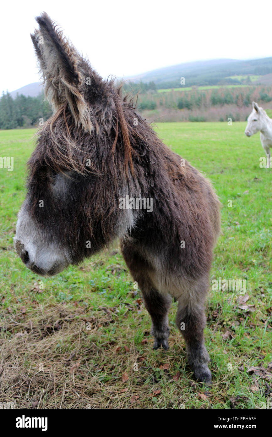 Donkey - Equus africanus asinus Stock Photo - Alamy