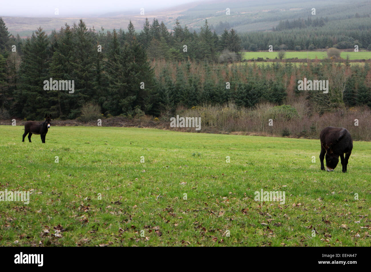Donkey - Equus africanus asinus Stock Photo - Alamy