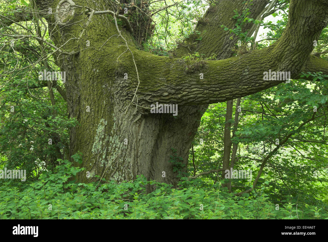 Ancient pedunculate oak tree. Dorset, UK Stock Photo - Alamy