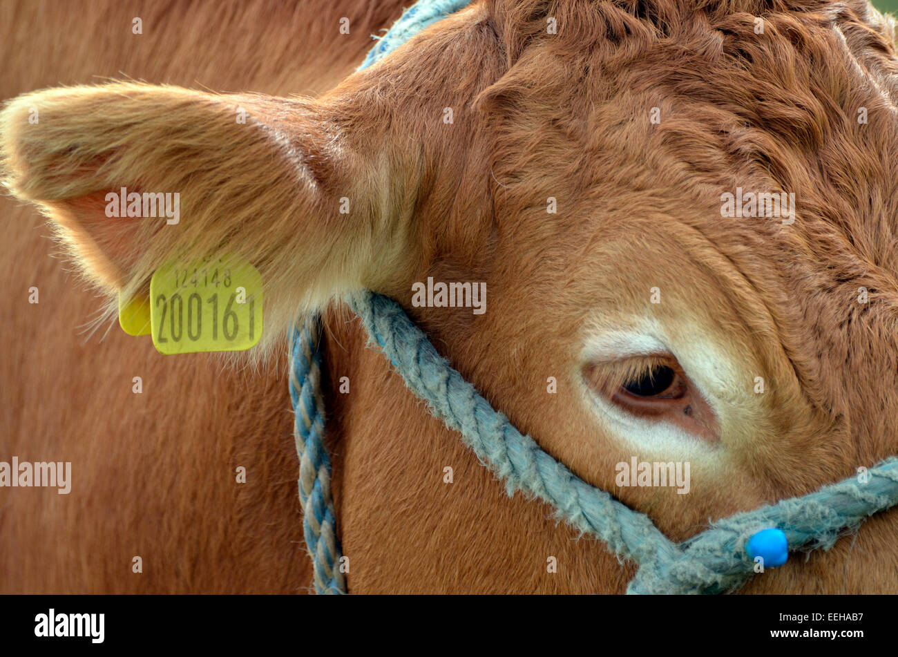 heffer with tag in ear Stock Photo - Alamy