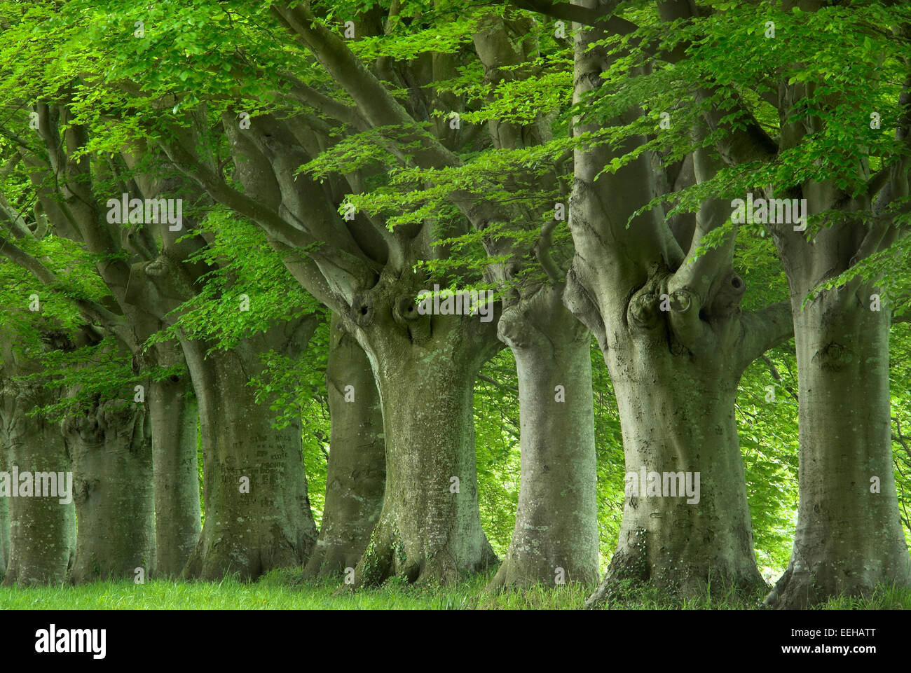 Beech tree avenue hi-res stock photography and images - Alamy