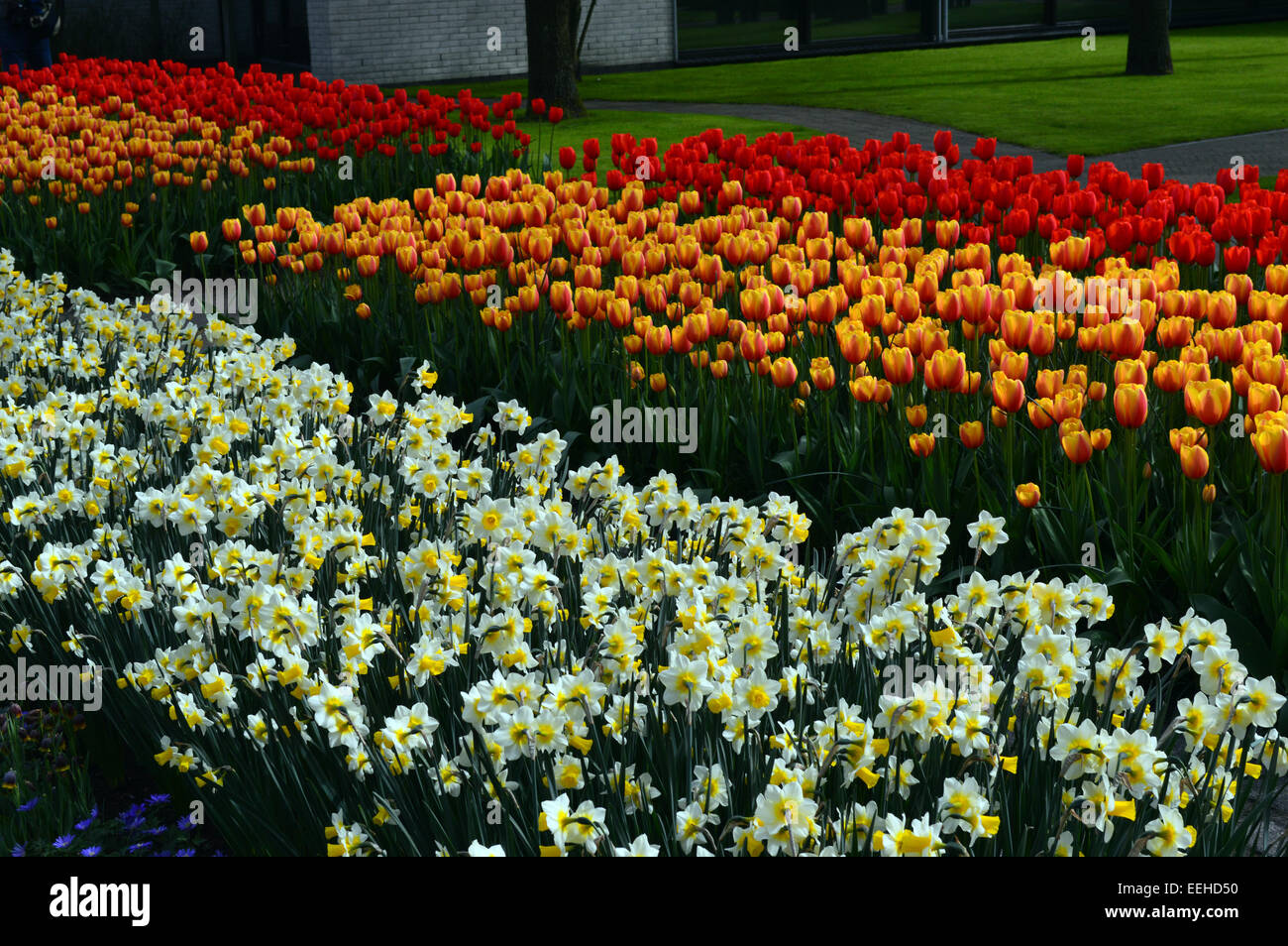 Mixed Beds of Daffodils with Red and Yellow-Pink Tulips on Display in ...
