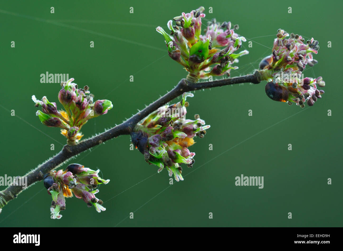Wych elm blossom in Spring UK Stock Photo - Alamy