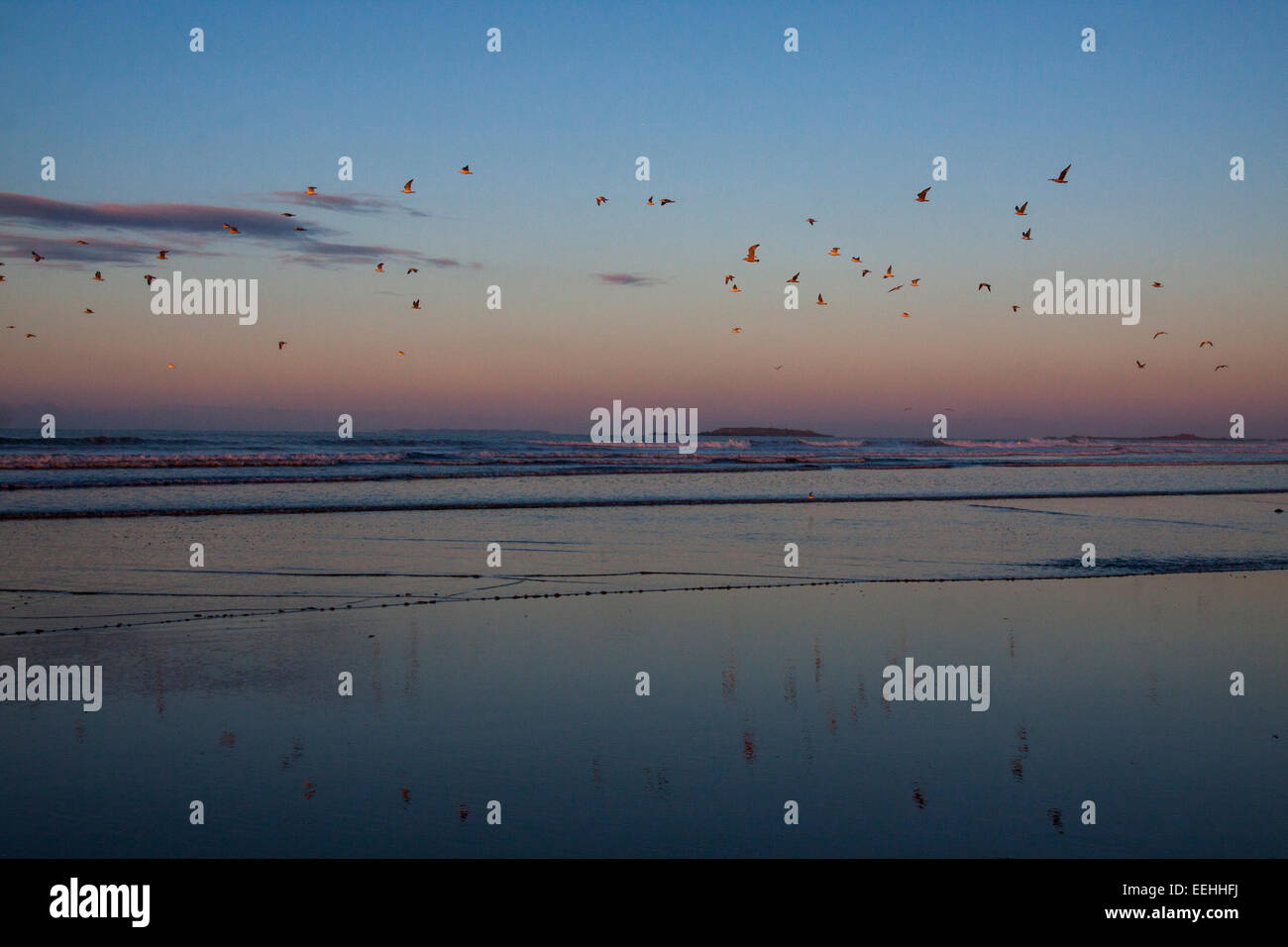 Birds at Sunrise Stock Photo - Alamy