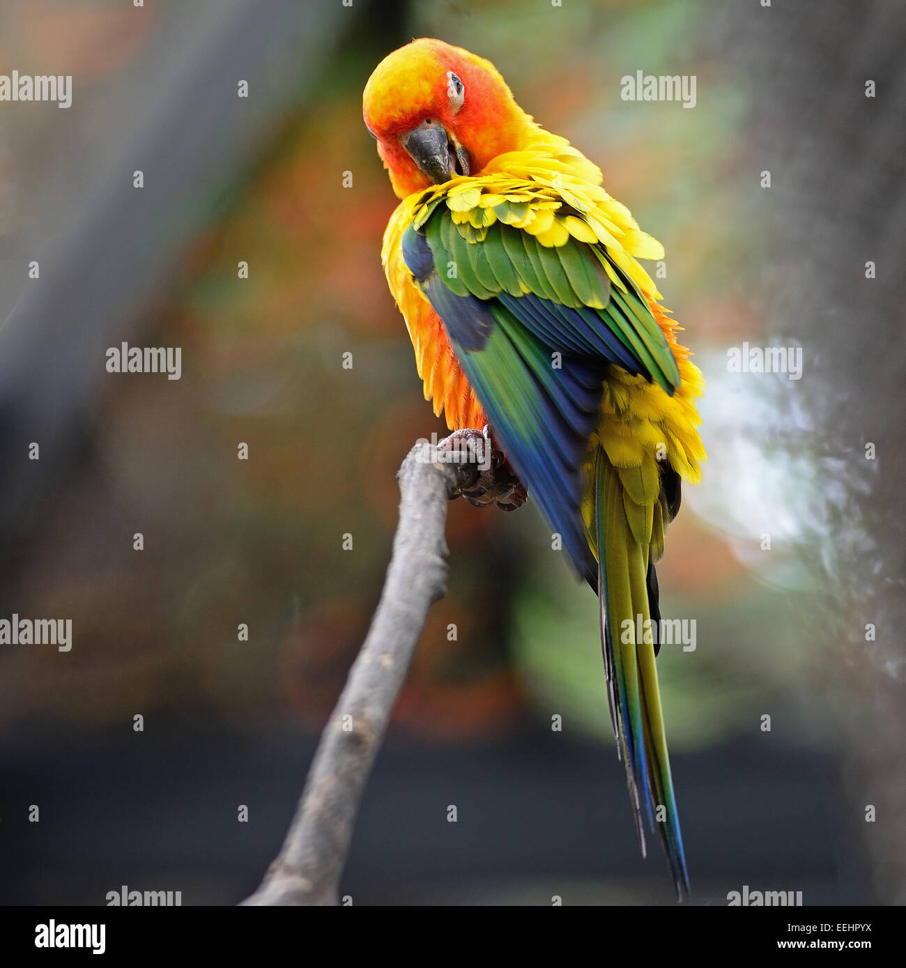 Colorful yellow parrot, Sun Conure (Aratinga solstitialis), standing on ...