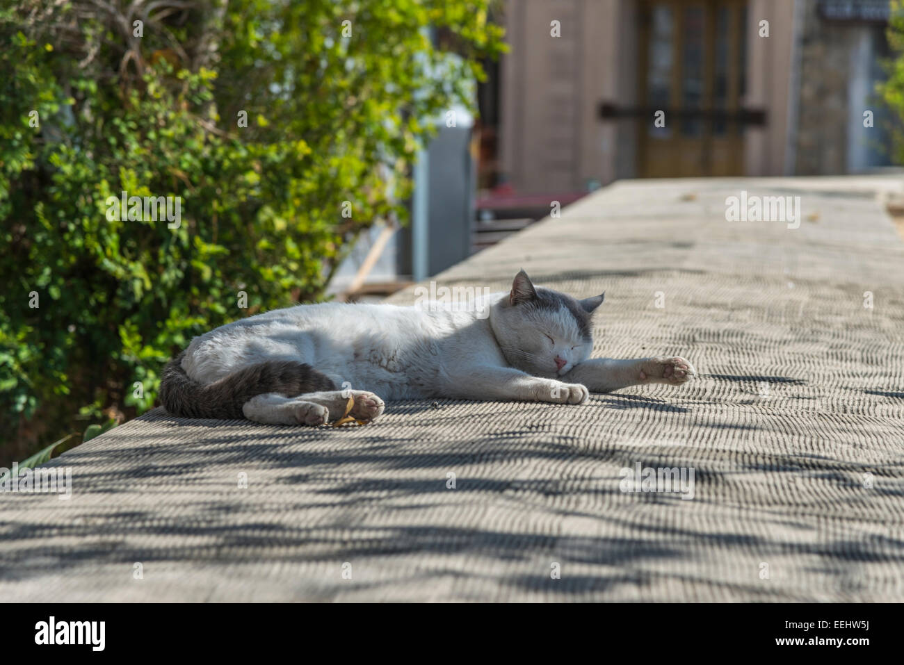 Snoozing cat hi-res stock photography and images - Alamy