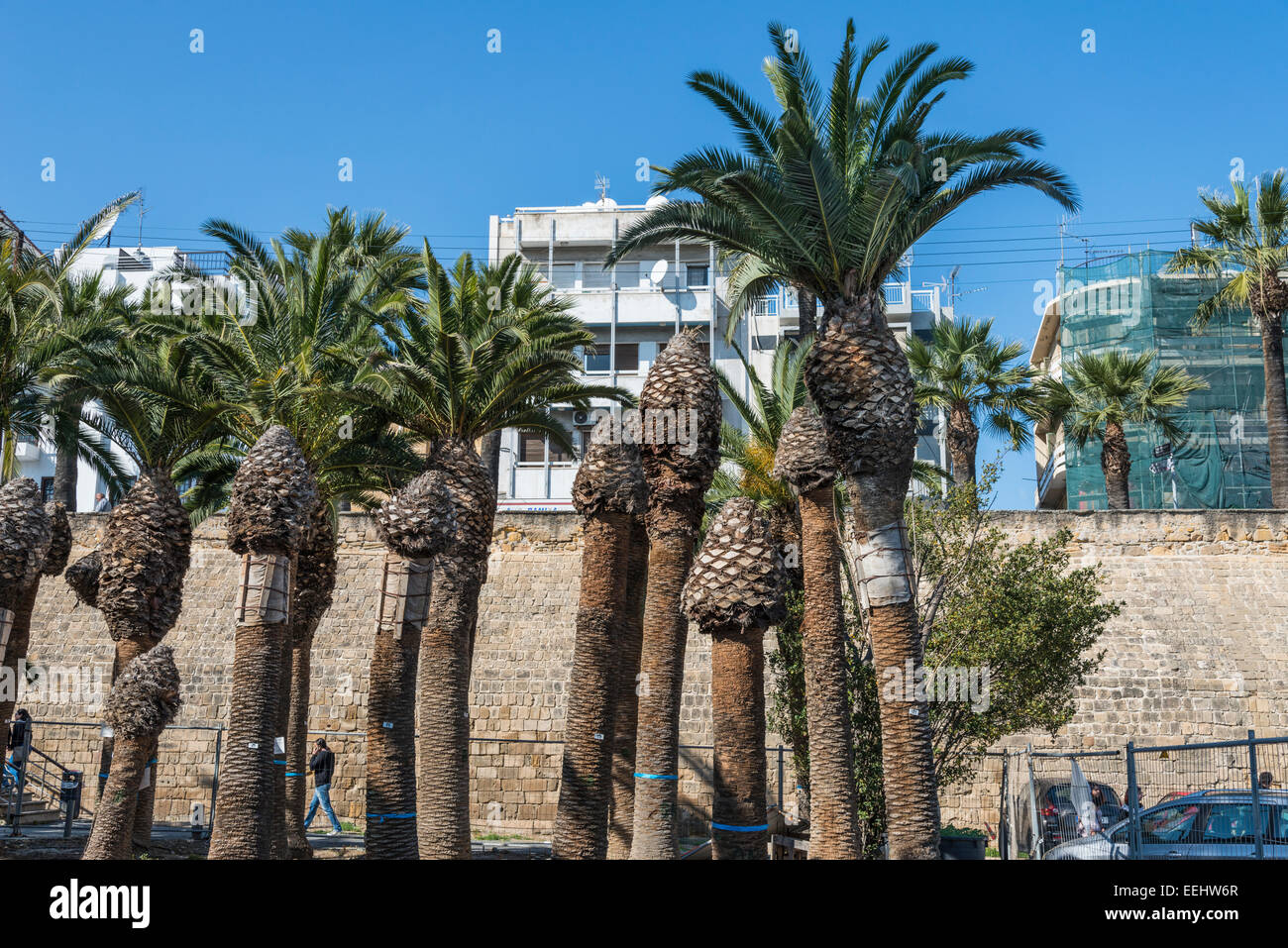 Palm tree is in cyprus High Resolution Stock Photography and Images - Alamy